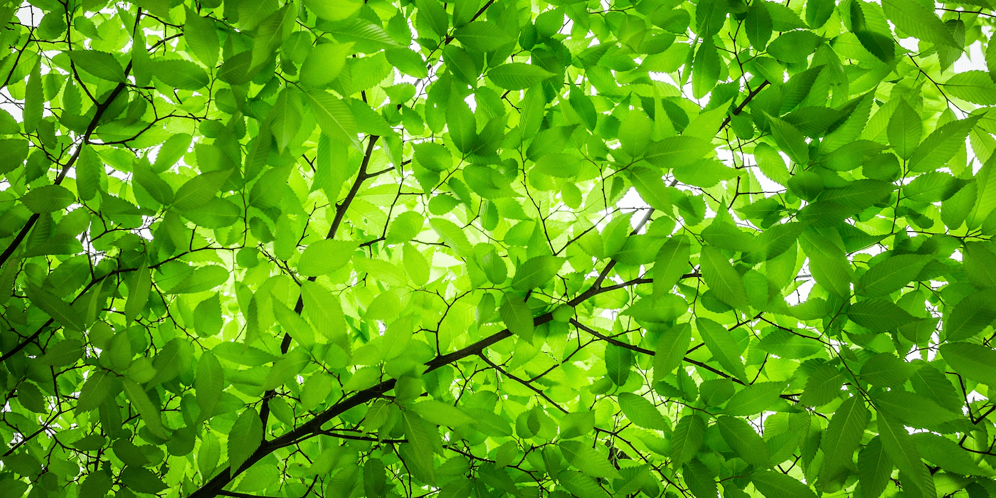 ASMR – Patron Hunt