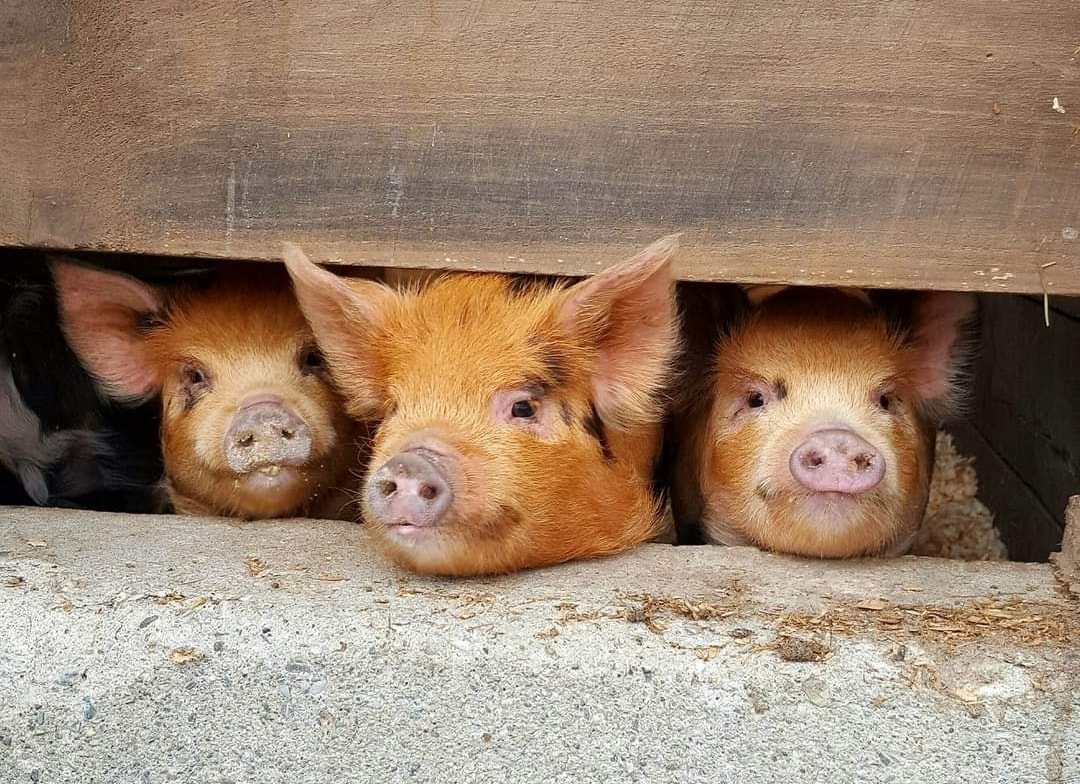 Kinder Way Farm Sanctuary at Patron Hunt — Find Your Next Favorite ...