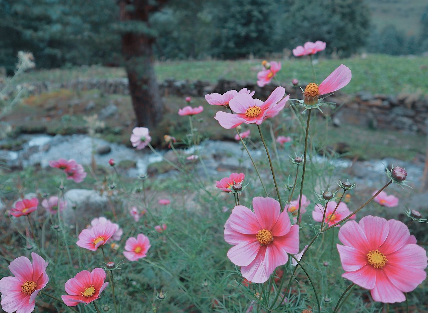 Tara Kudale at Patron Hunt — Find Your Next Favorite Indie Creator